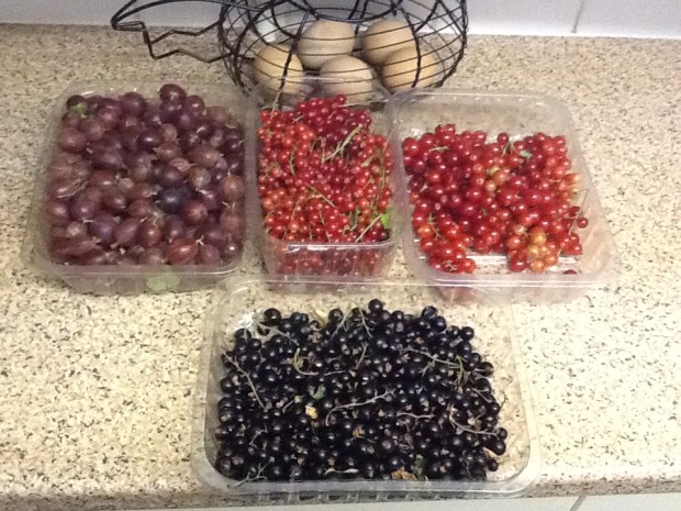 Julie’s Experience – Ashbrook Allotments