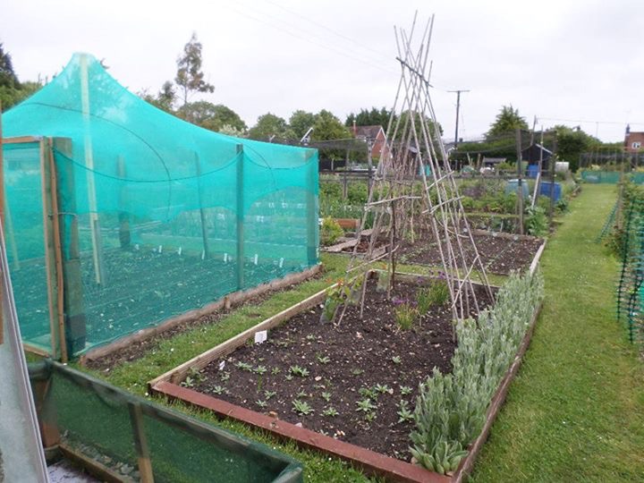 Julie’s Experience – Ashbrook Allotments